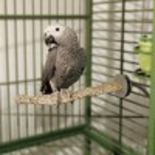 Parrot Perch Pet Bird Sanded Thermal Heated Cage